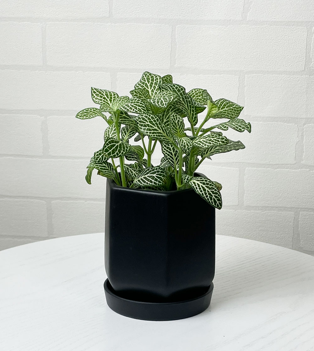 【2026年】ダイソーの植木鉢がアツい!?100均と思えない驚きのおしゃれ感を演出 | ボタニカルーム
